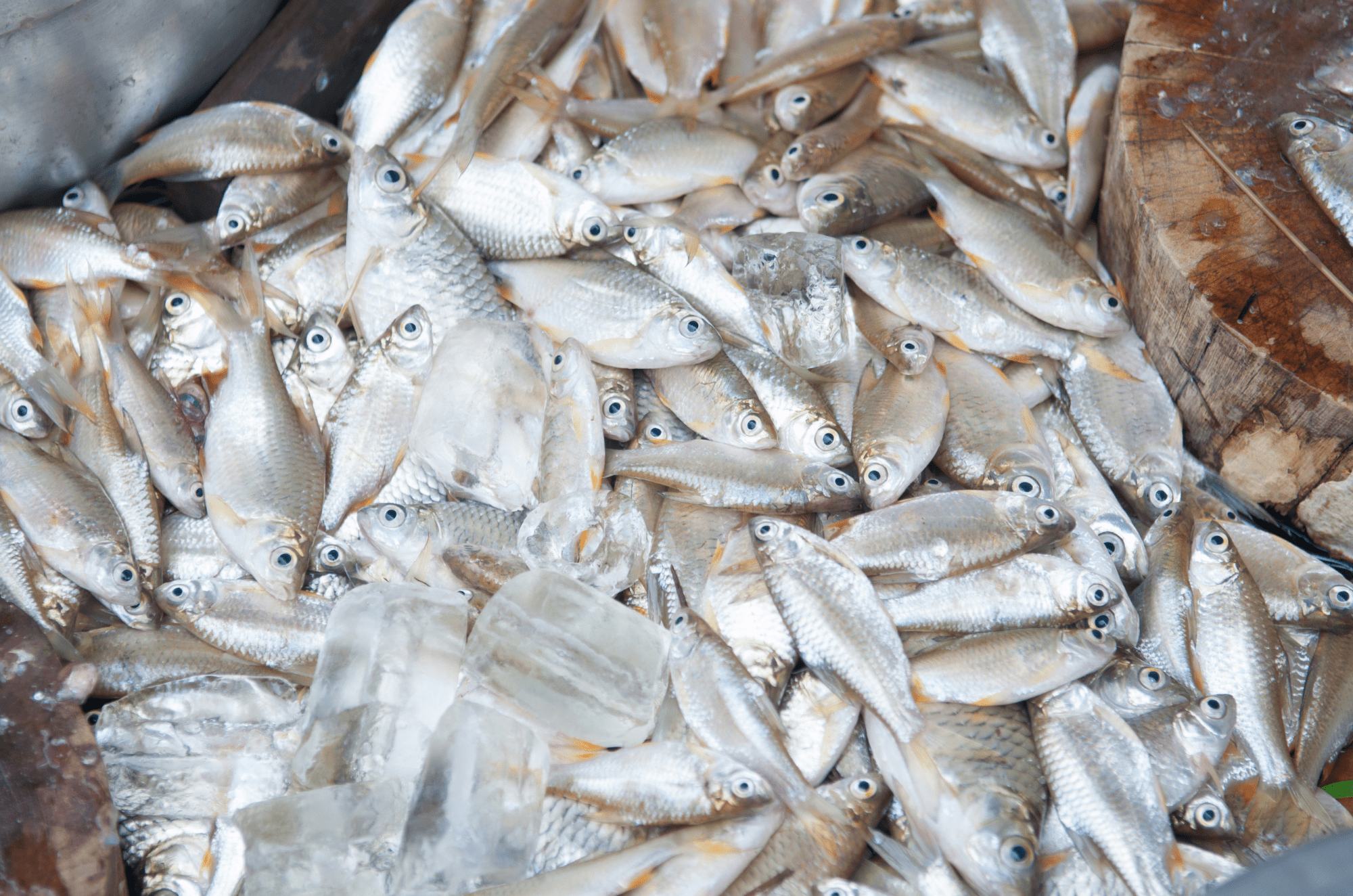 Fish By-Product Waste Machinery | PRM